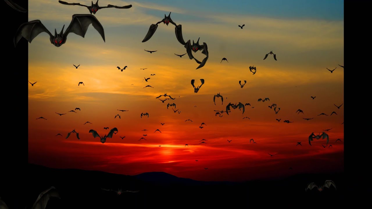 Halloween Music Bats Flying Bach - YouTube