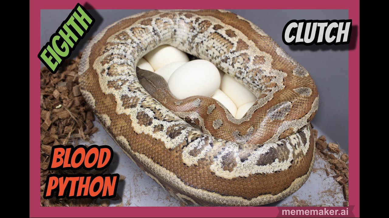 Druid x Pollen Blood Python Clutch! - YouTube