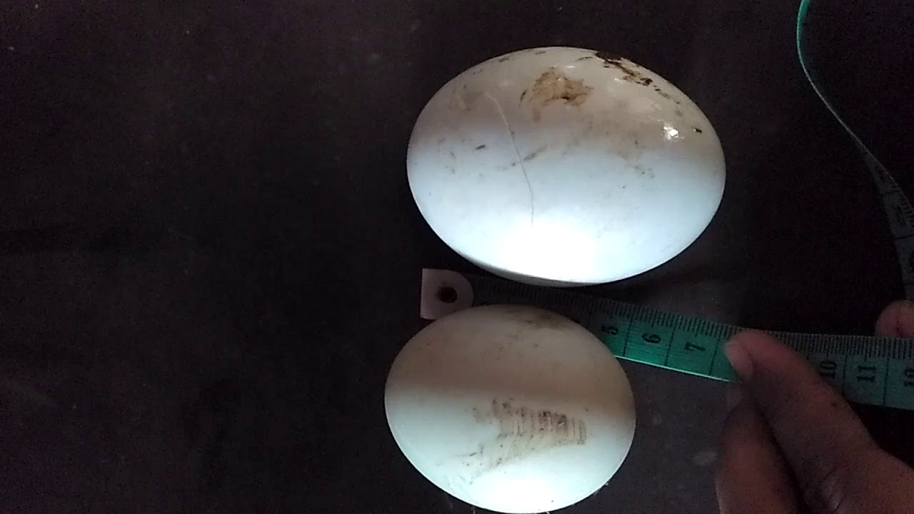 Telur super besar - YouTube