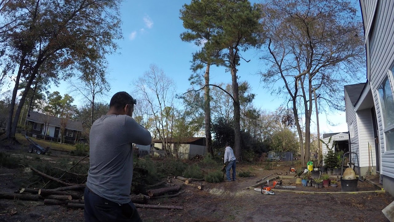 Time lapse pine tree removal - YouTube