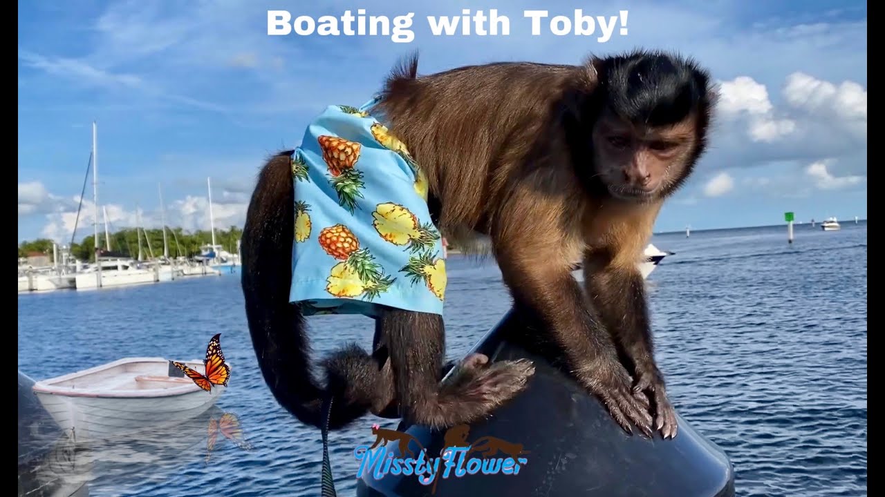 Monkey Toby goes boating and loves it ️🐒 find out where he hides when ...