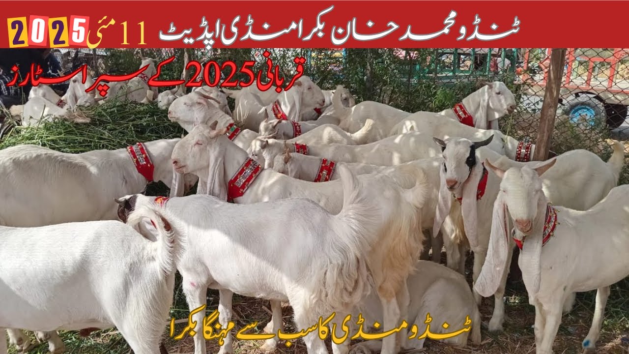 Tando Muhammad Khan Bakra Mandi 11 May 2025 Update | Bakra Eid 2025 ...