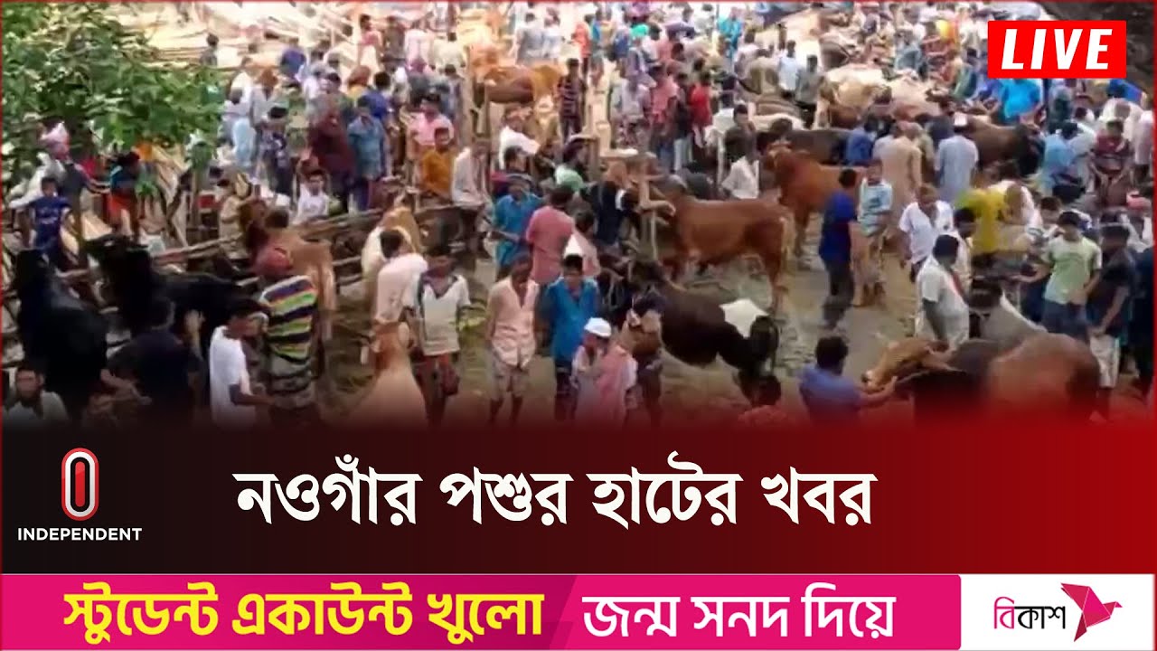 নওগাঁ থেকে কোরবানির পশুর হাটের সবশেষ | Naogaon | Posur Haat ...
