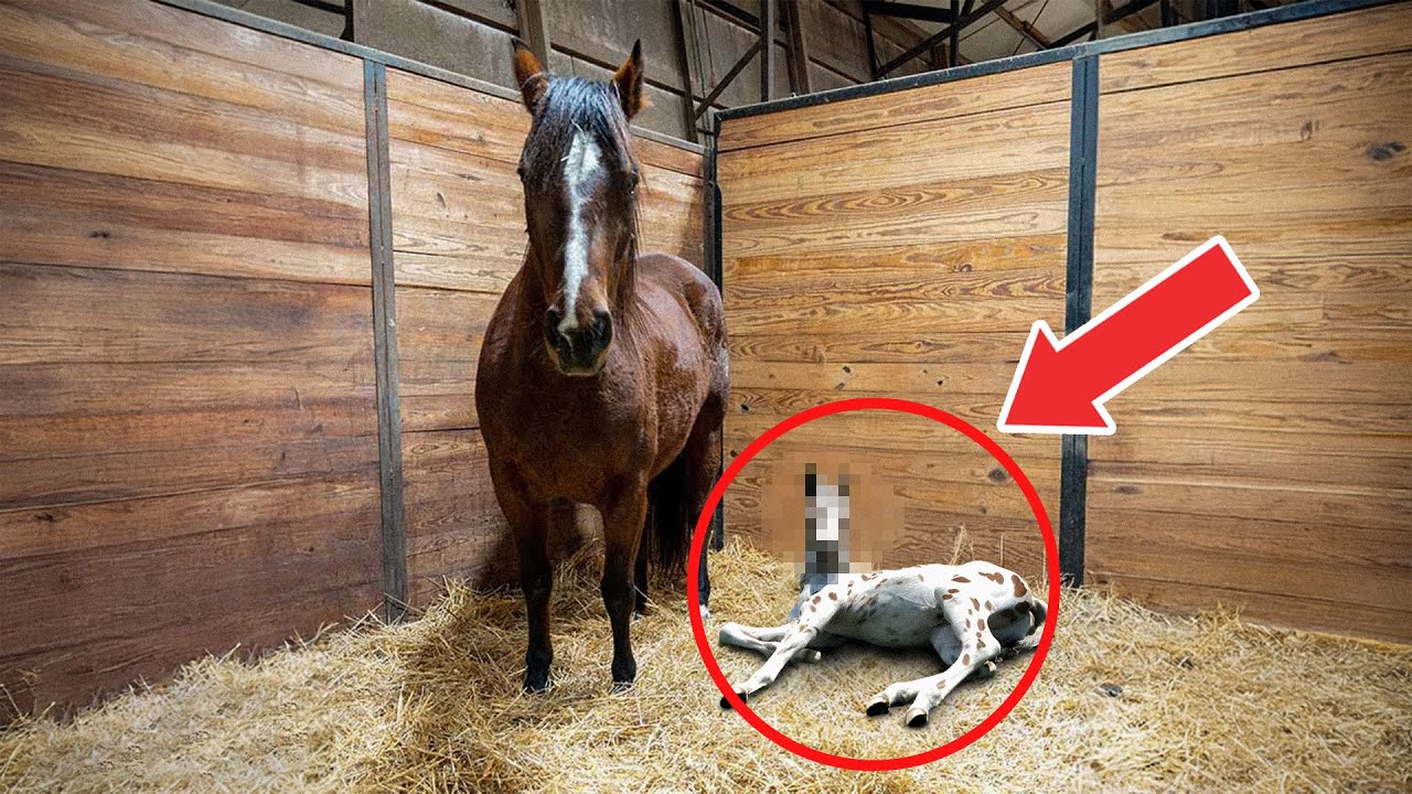 Horse Gives Birth, Vet Says 'That's Not a Foal' - YouTube