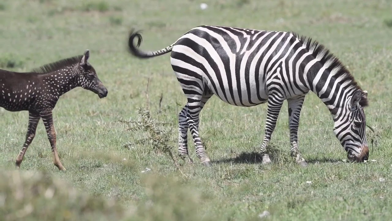 Rare Polka Dot Zebra Spotted In Kenya Youtube