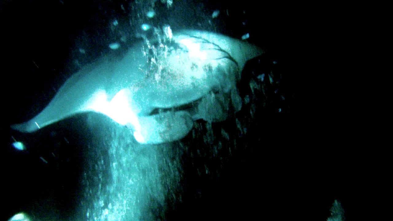Manta Ray Night Dive near Kona [Double Backflip] HD Gopro 4 - YouTube
