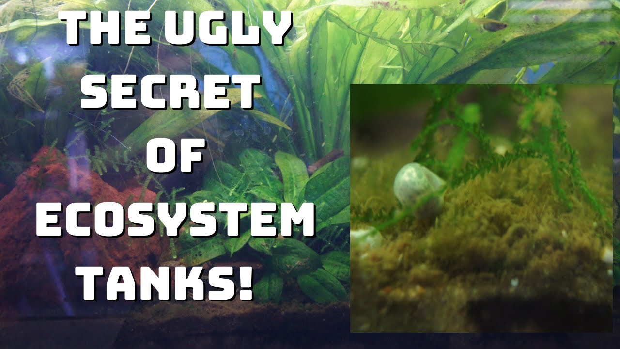The Secret Of Ecosystem Tanks! - YouTube