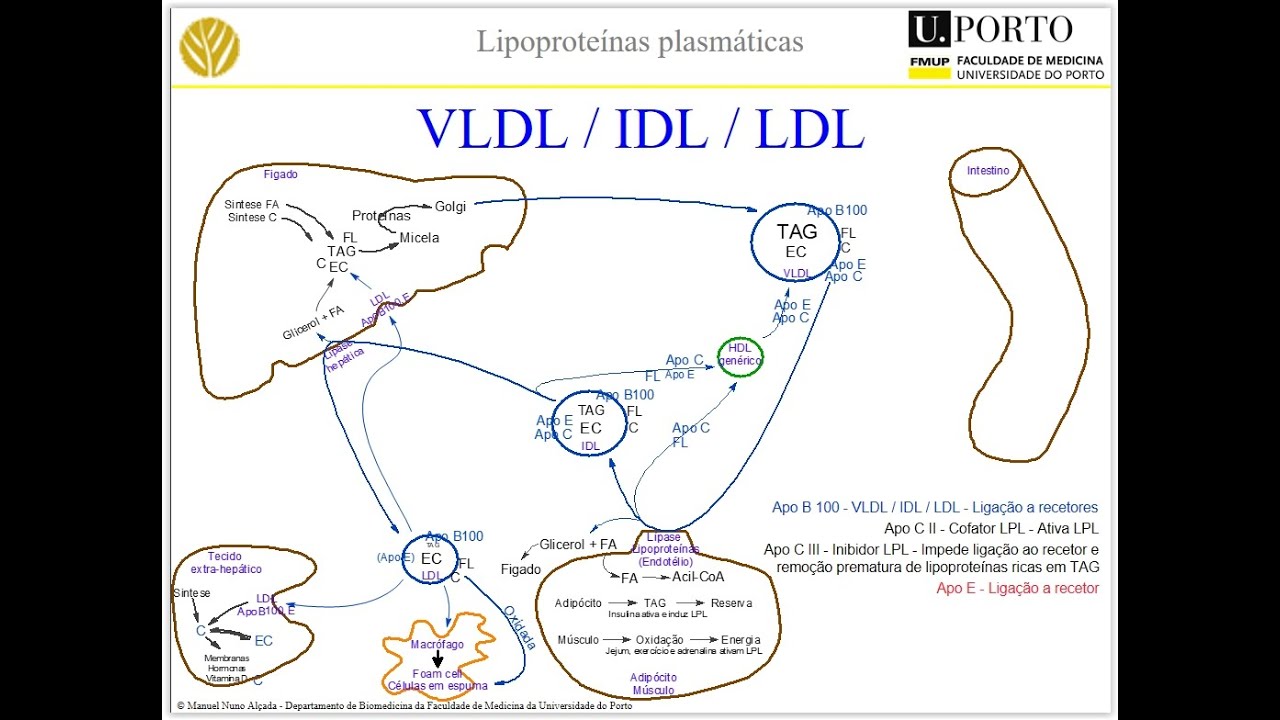 VLDL IDL LDL 2020 - YouTube