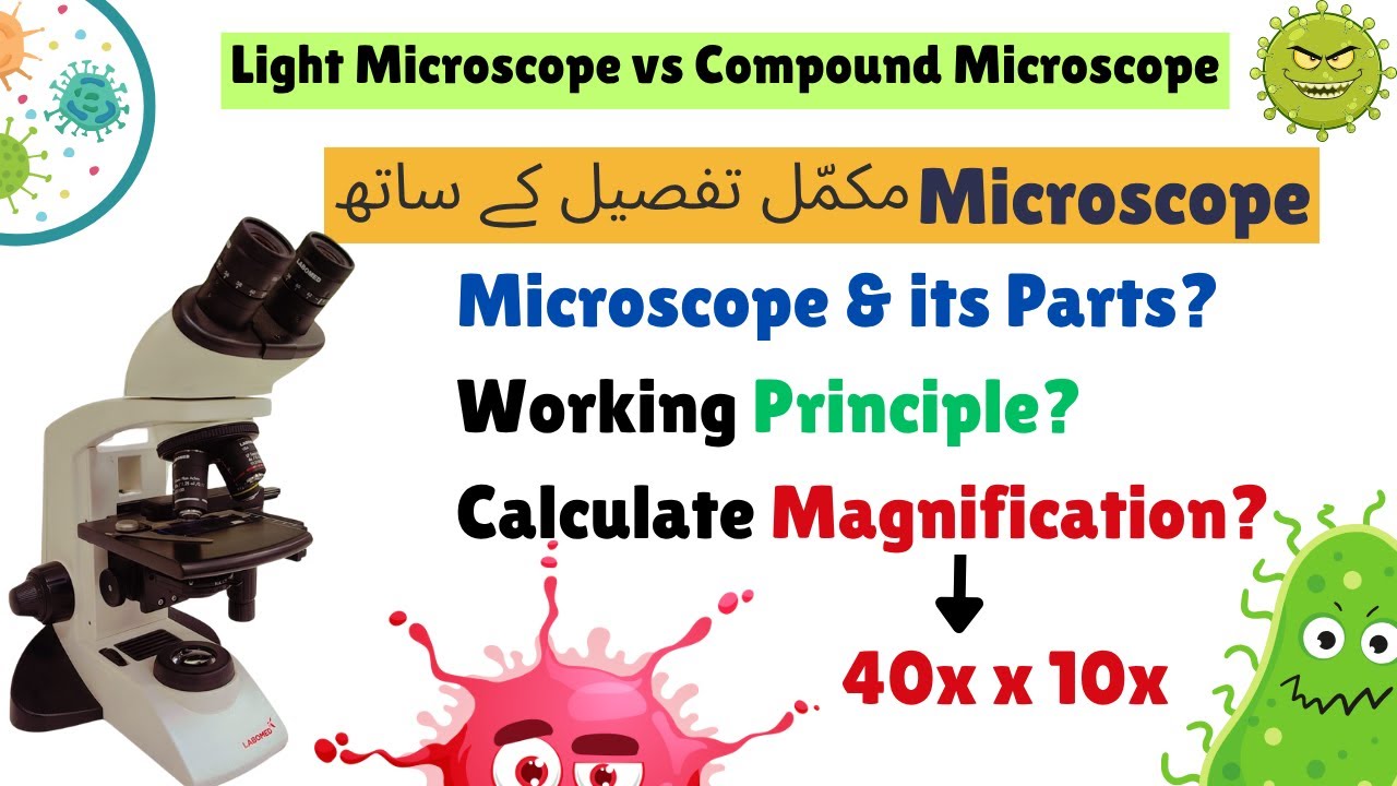 Microscope Parts and its functions I Compound Microscope vs Light ...