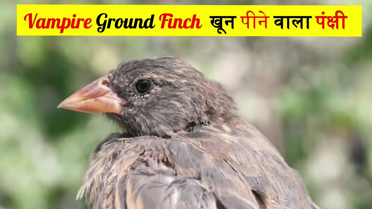 Vampire Ground Finch Bird || खून पीने वाला पंक्षी || #viral - YouTube