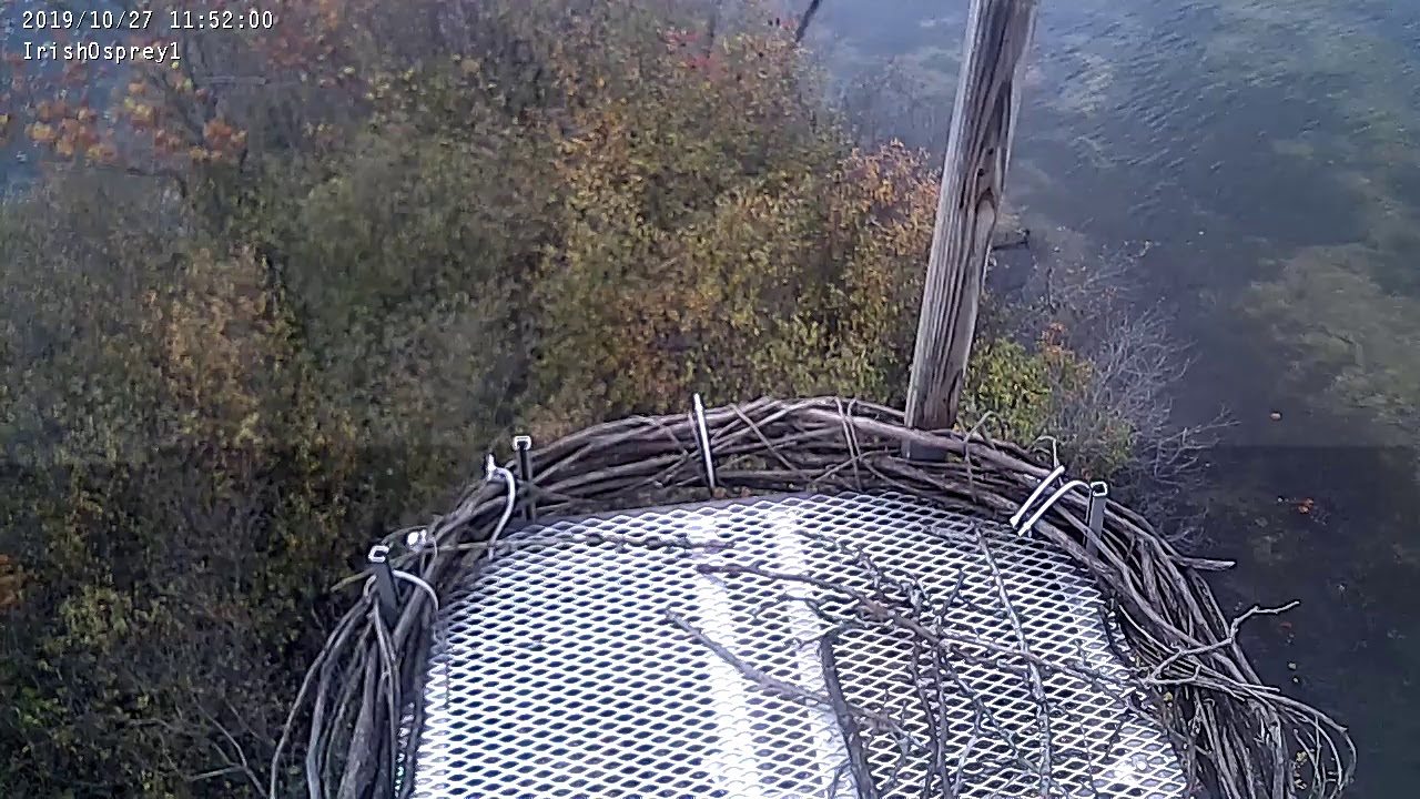Irish Osprey Live Stream - YouTube