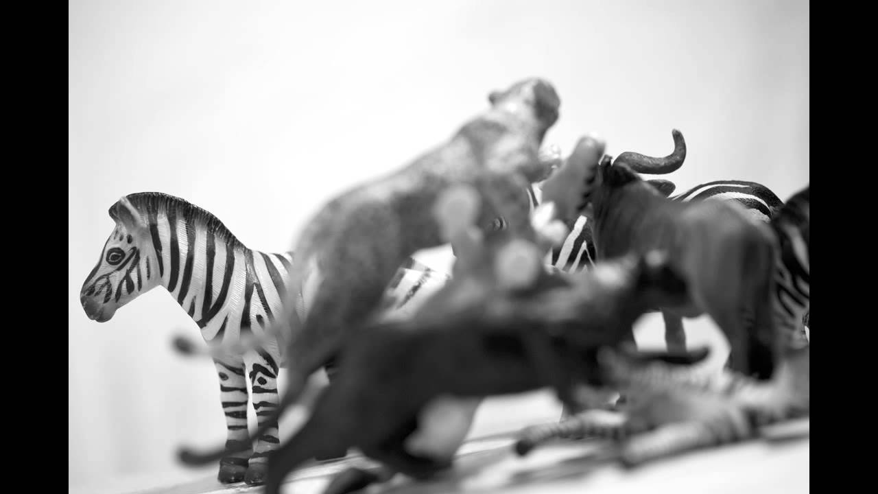 Zebra vs. Leopard - YouTube