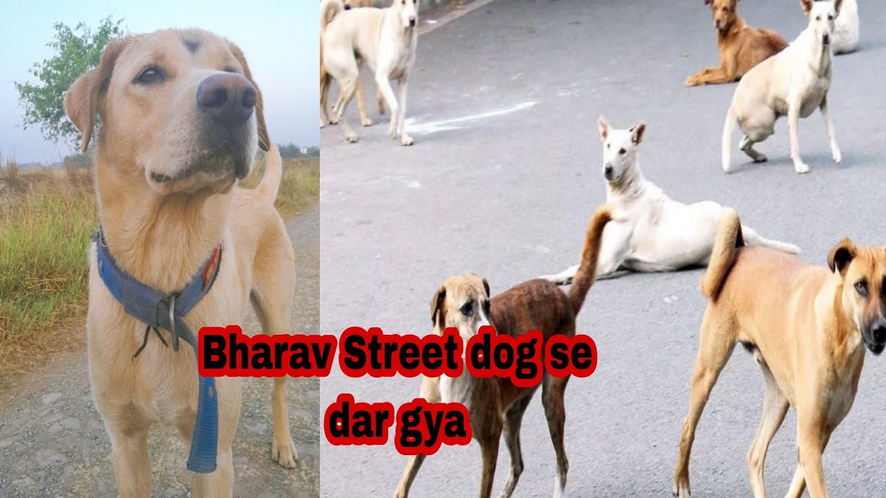 Bharav Street dog se dar gya dog can touch part 15 - YouTube