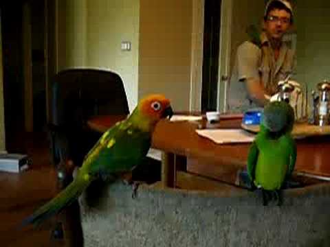 MANGO ( Sun conure) CHECKING OUT PERCY(Dusky Conure) - YouTube