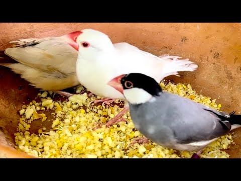 Feeding Java Sparrows | Multi color Java Sparrows | Fawn Java, Grey ...