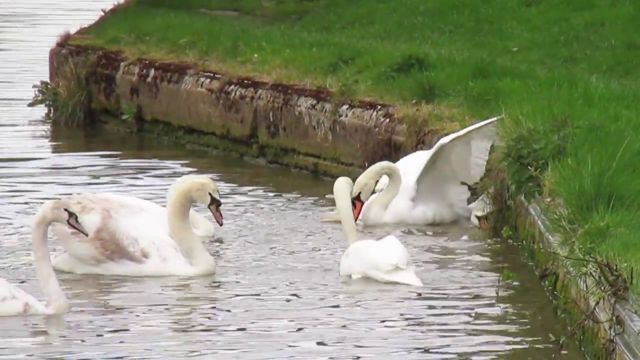 Mating Swans. - YouTube