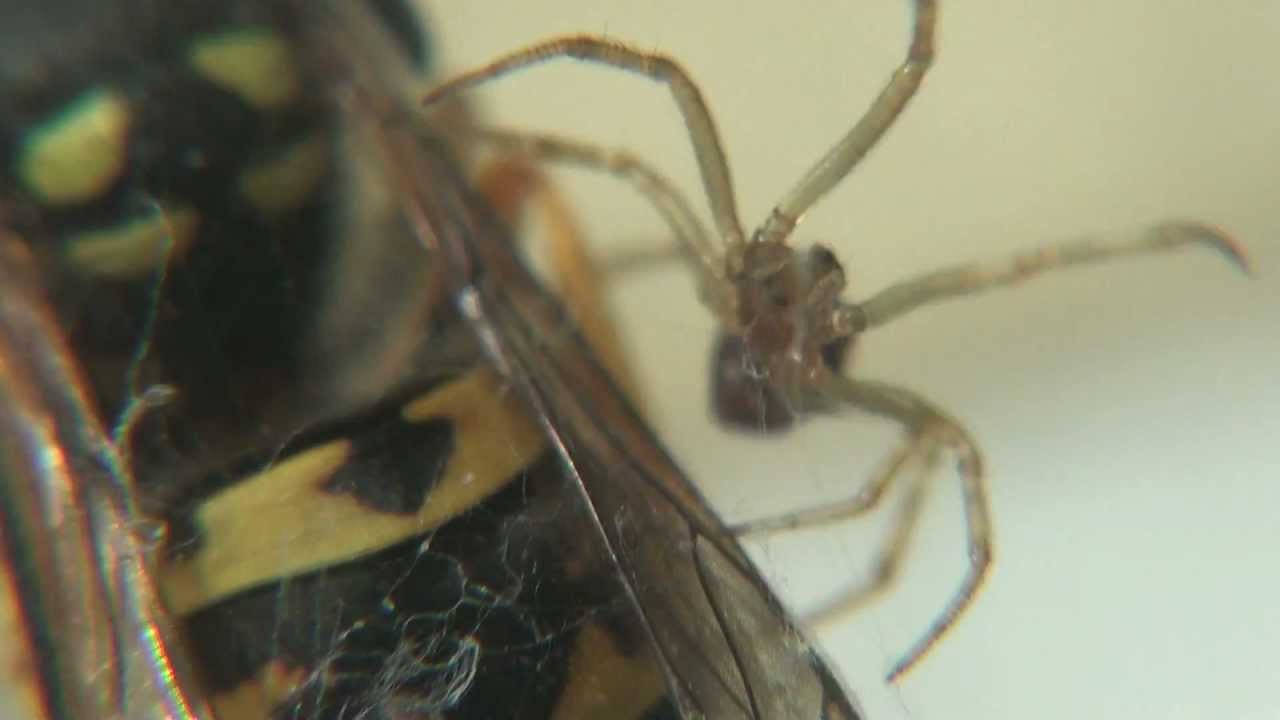 Yellow Jacket VS Spider #3 - YouTube