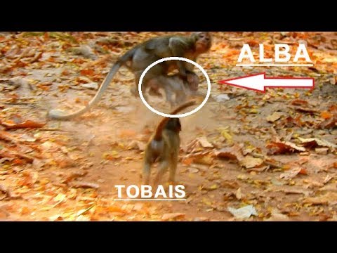 Pity poor Alba deep scare by Alsa dragging so strong- Tobais running ...