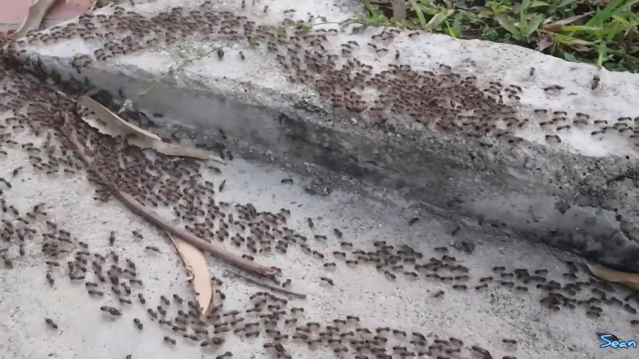 Scary Mass of Ants - YouTube