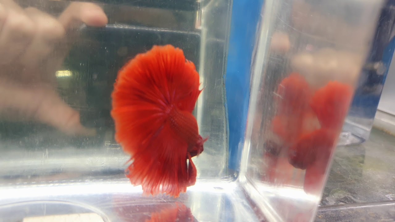 MHM1179 - Betta macho Over Halfmoon Super Red - YouTube