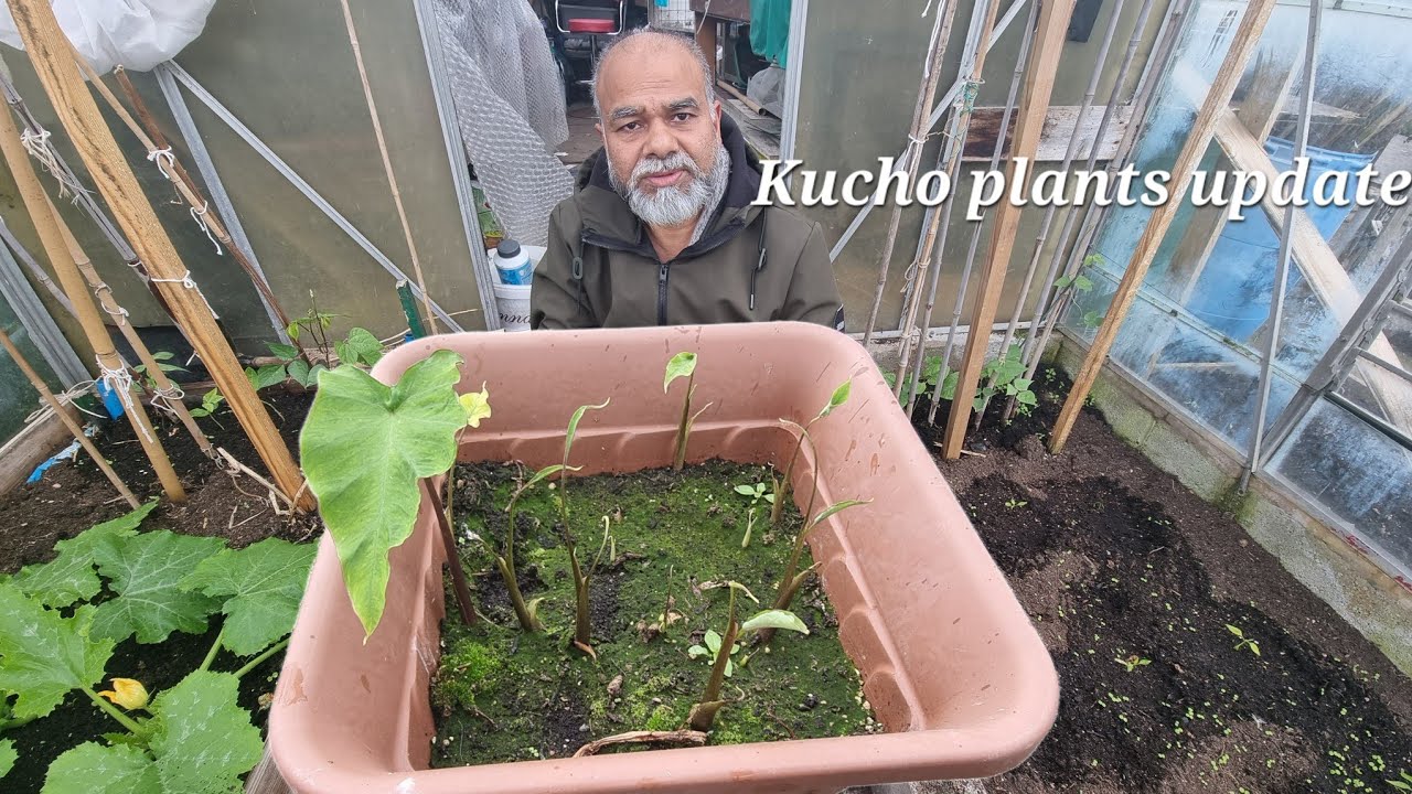Kucho plants update | কচু গাছের অফ ডেইট। | 4k - YouTube