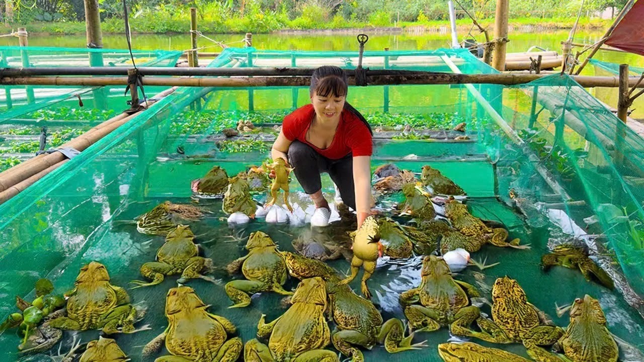 Harvesting Frogs for Market Sale | Frog Farming & Preserving Sponge ...