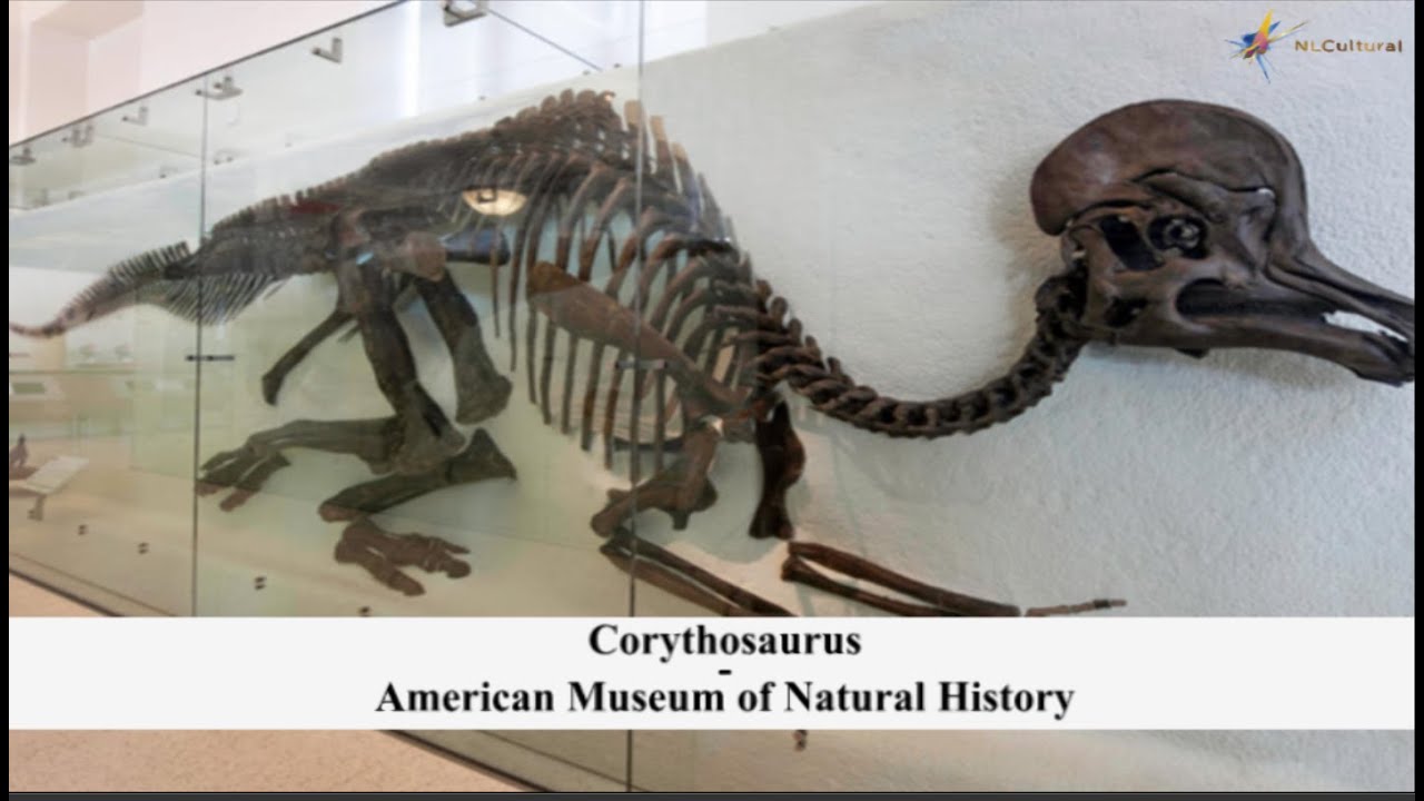 Corythosaurus Skeleton