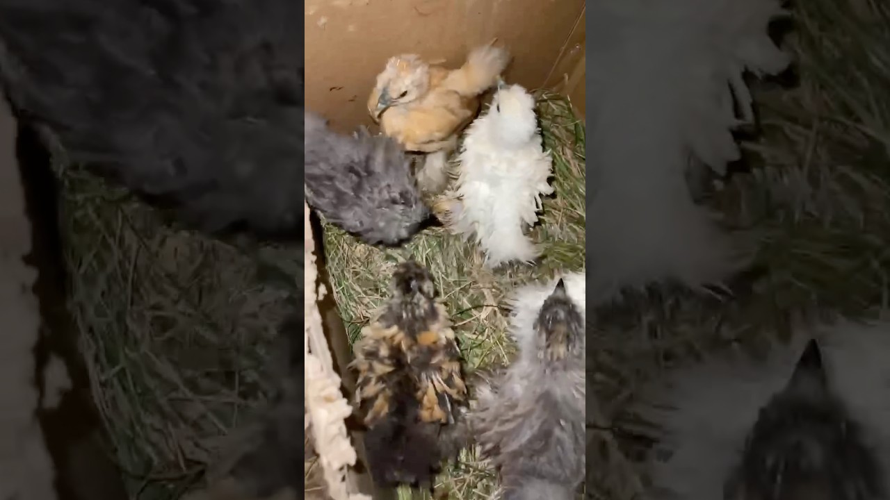 One month old of Silkie chicken so lovely 🥰 #chicken #birds # ...