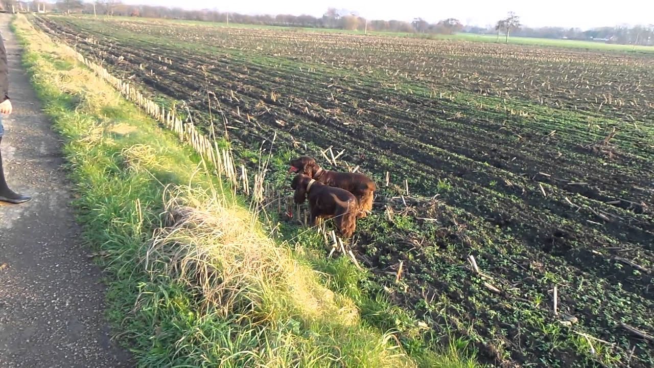 FIELD SPANIEL AT WORK 4 - YouTube