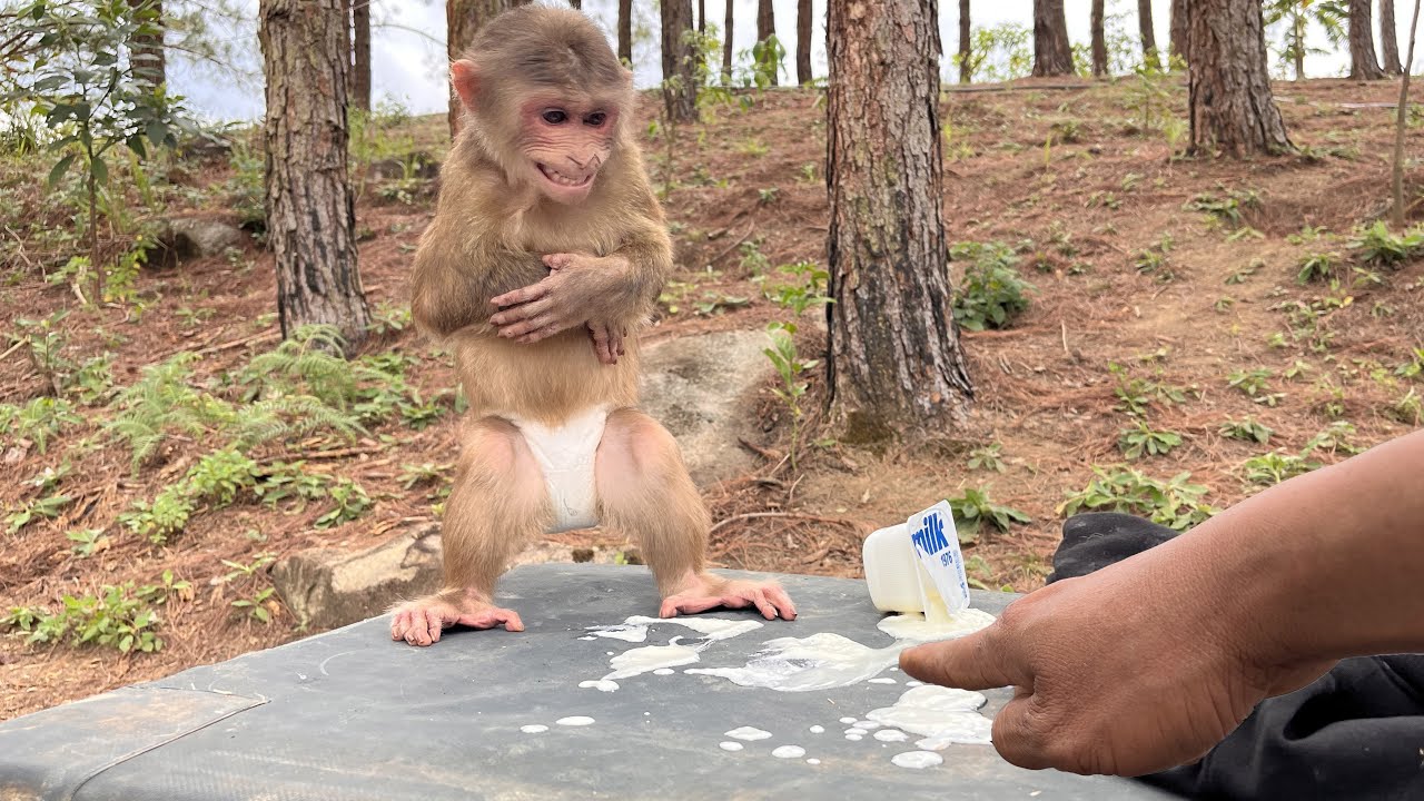 Super funny🤪Monkey Max uses a smart way to eat yogurt🍌 - YouTube
