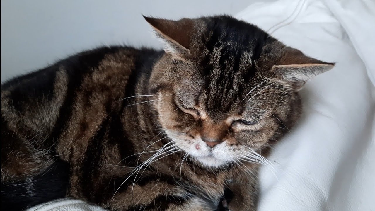 Kucing Tua Yang Hobi Rebahan - YouTube