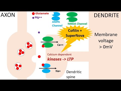 Aspirational Neuroscience Journal Club Presentation (Goto et al. 2021 ...
