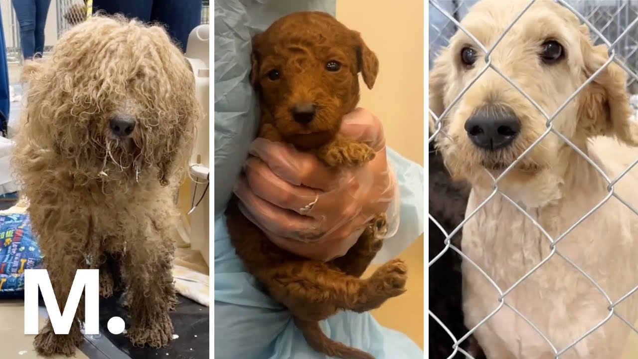 Nearly 100 Neglected Dogs Rescued from 'Deplorable' Puppy Mill - YouTube