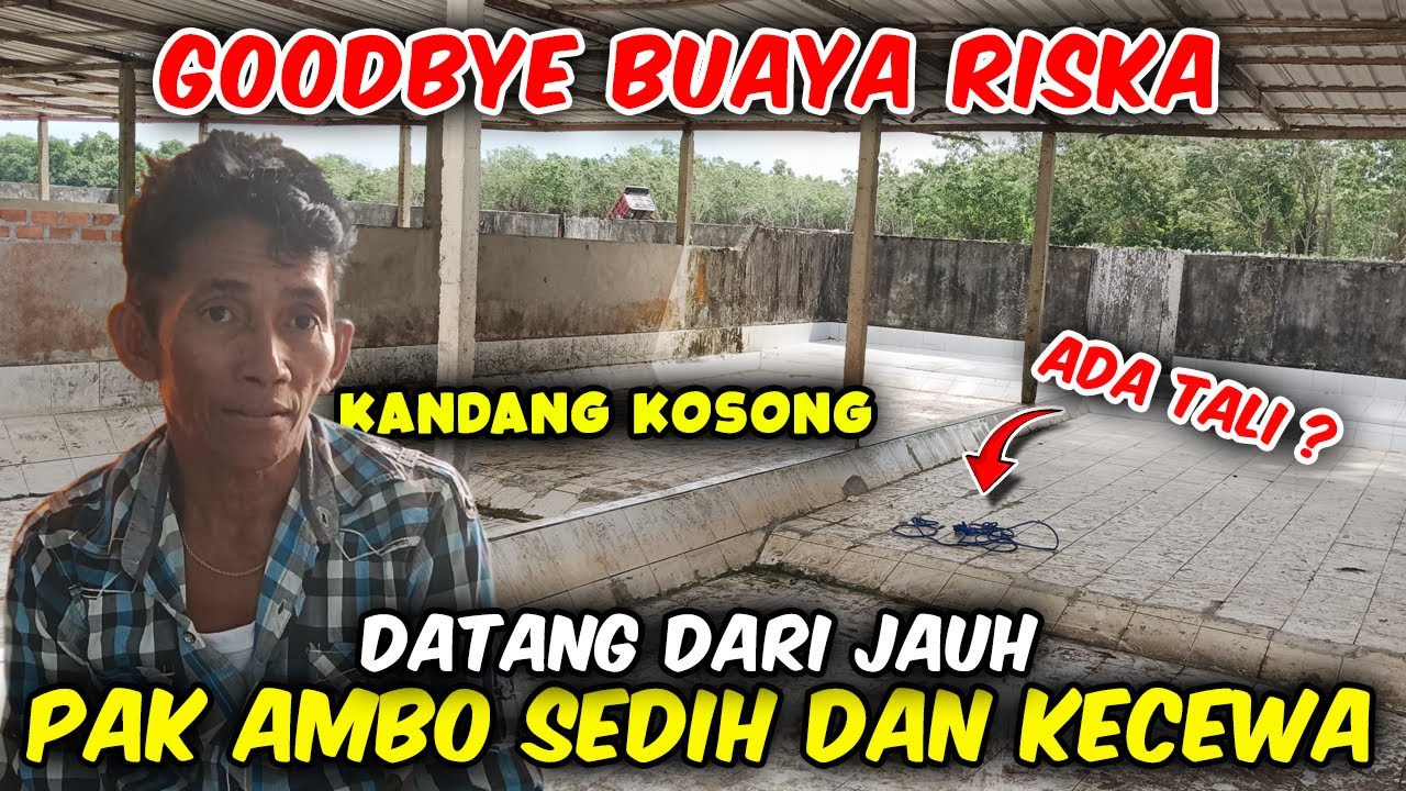 GOODBYE BUAYA RISKA !! PAK AMBO SEDIH Dan KECEWA DATANG DARI JAUH BUAYA RISKA SUDAH TIDAK ADA ...