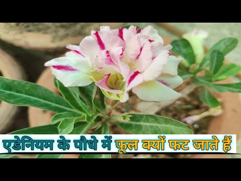 Adenium ke plant me flowers kyu fat jate hai? अडेनियम के प्लांट में के ...