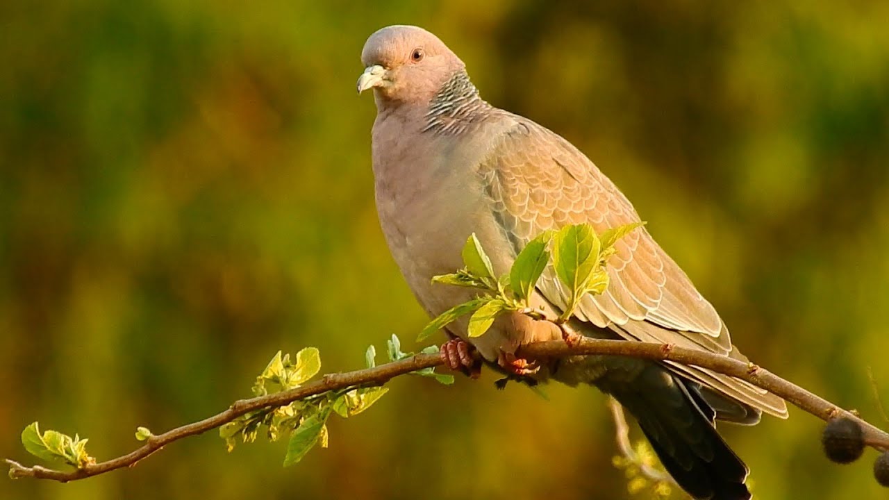 POMBA-ASA-BRANCA (PATAGIOENAS PICAZURO), PICAZURO PIGEON, POMBA-CARIJÓ ...