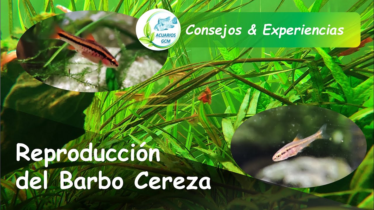 Reproducción y Cria del Barbo Cereza (Puntius titteya): Consejos de una ...