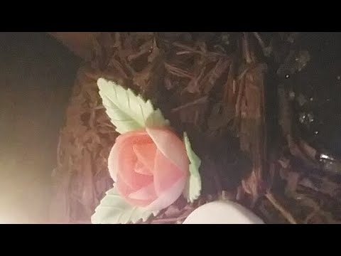 Ayşegül 'ün doğum günü 🍰🍰