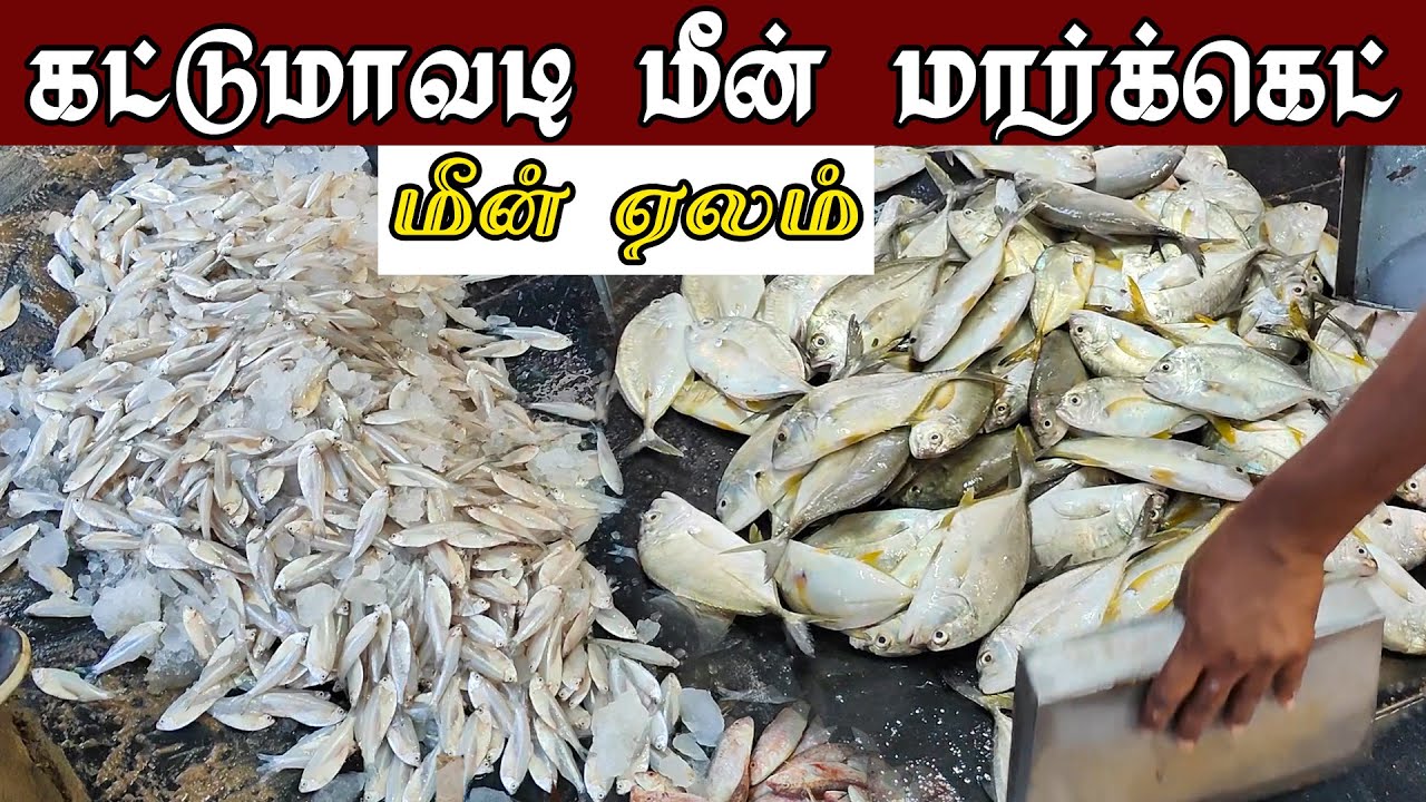 மீன் ஏலம் கட்டுமாவடி மீன் மார்க்கெட் || Fish auction Kattumavadi Meen ...