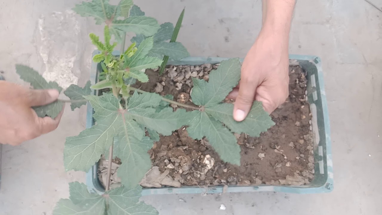 How to grow okara in pot / Okara plant to plant distance in roof top ...