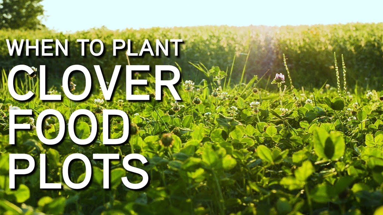 Establishing CLOVER FOOD PLOTS In The Timber - YouTube