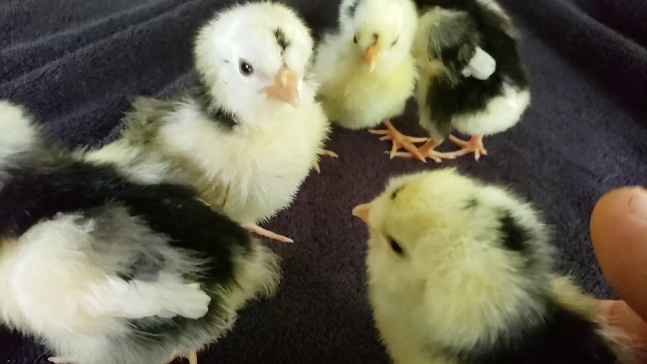 Lil Motted Houdan chicks! - YouTube