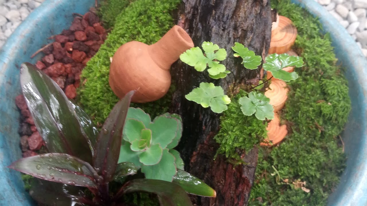 simple planggana dish garden 😁 - YouTube