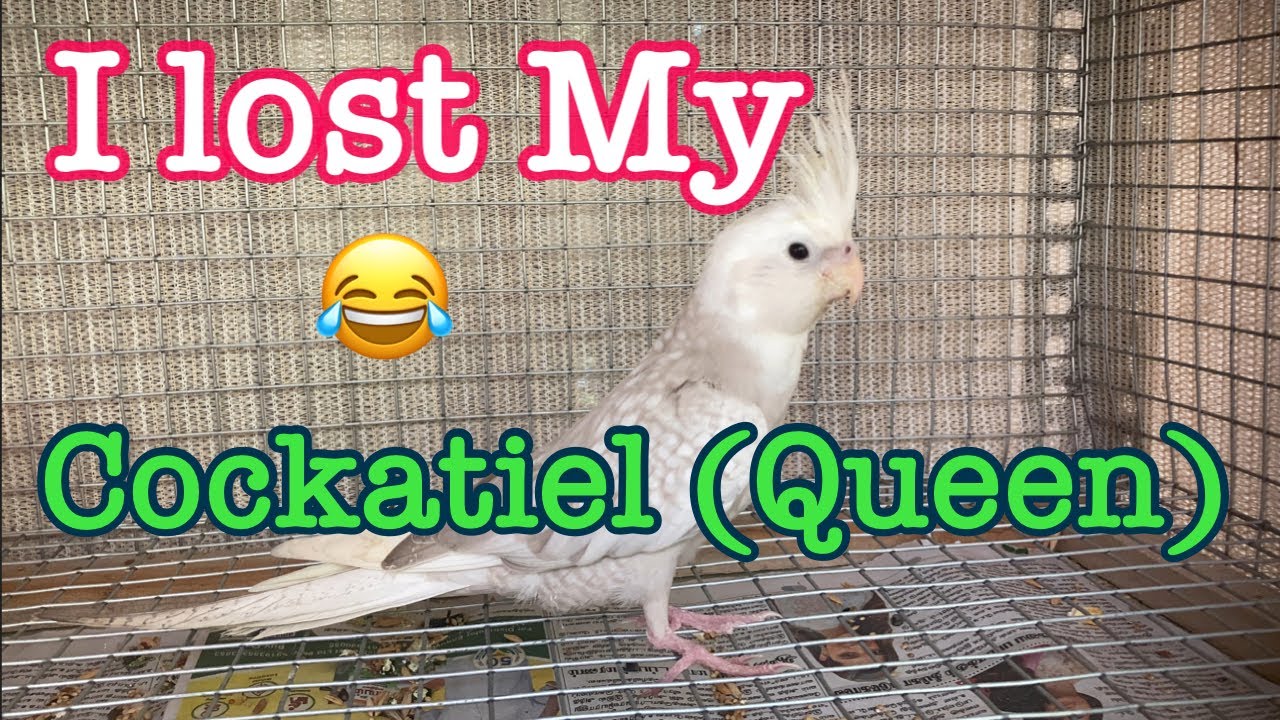 Why birds died suddenly | female cockatiel died #shorts #subscribe # ...