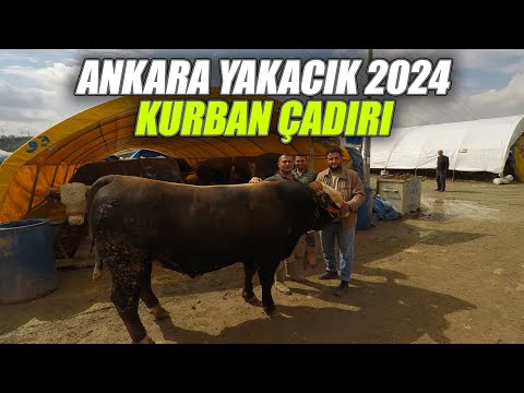 Ankara Yakacık 2024 Kurban Çadırları Açıldı !!!