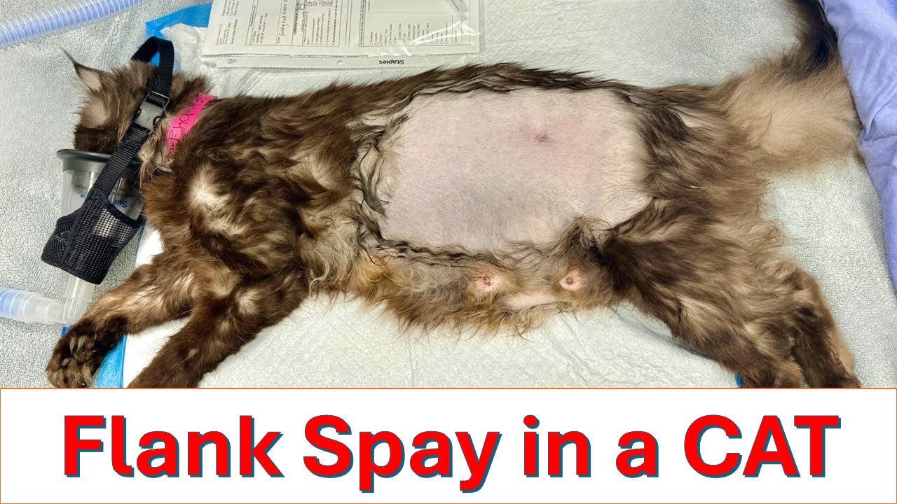 FLANK SPAY IN A CAT | FLANK APPROACH FOR SPAYING IN A CAT ...