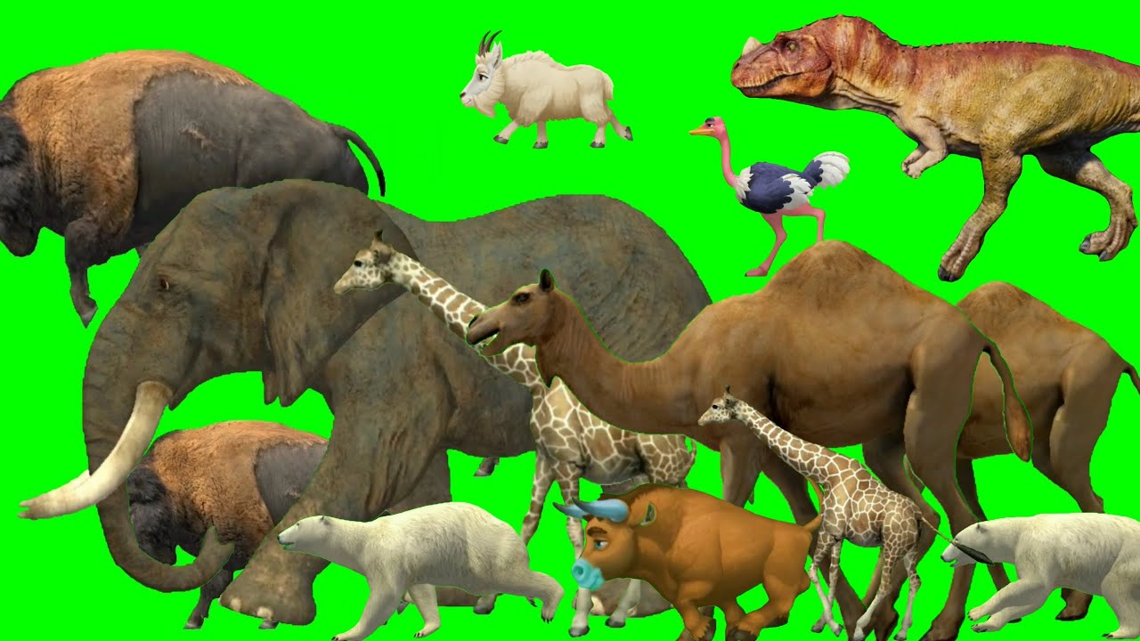 Stampede all animals green screen| Animals stampede | Animals green ...