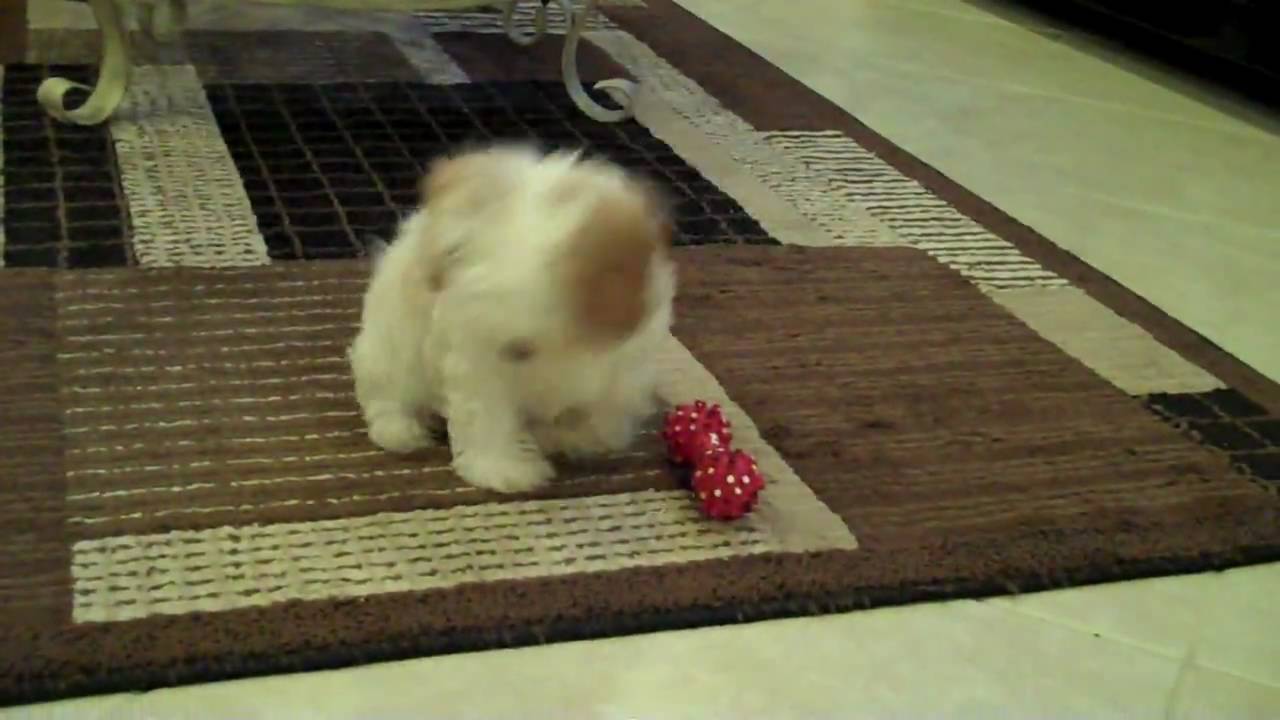 Rascal 12 week old Cavapoo Puppy playing - YouTube
