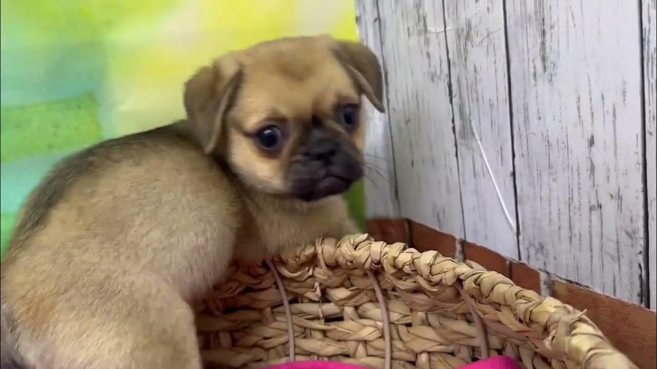 ペットショップCoo&RIKU No703010 MIX - YouTube