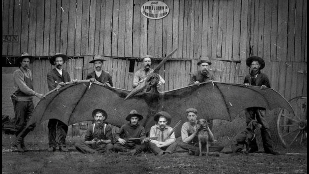 Tra Draghi e Pterodattili - YouTube